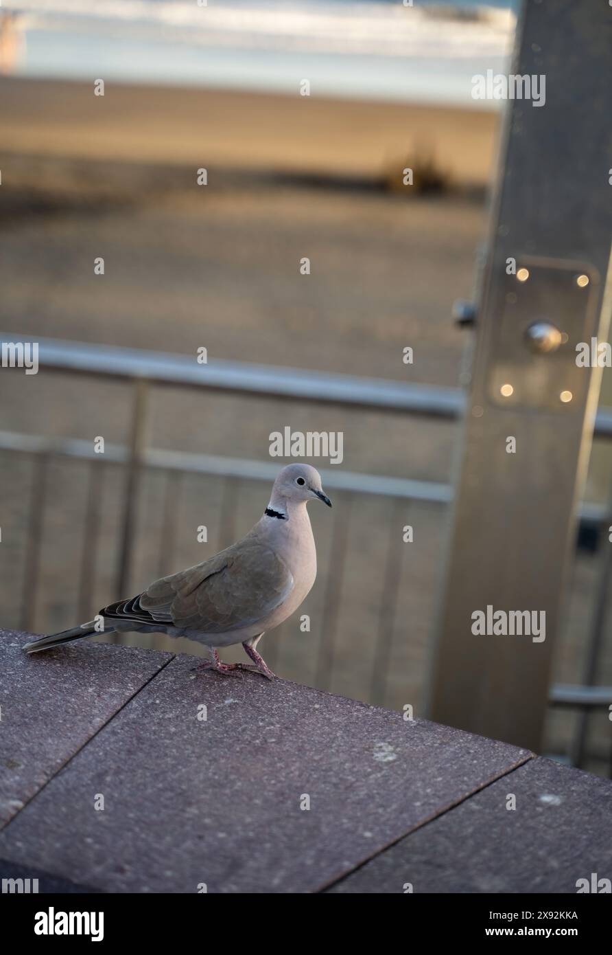 Eurasian collared dove aka Turkish dove scientific name Streptopelia ...