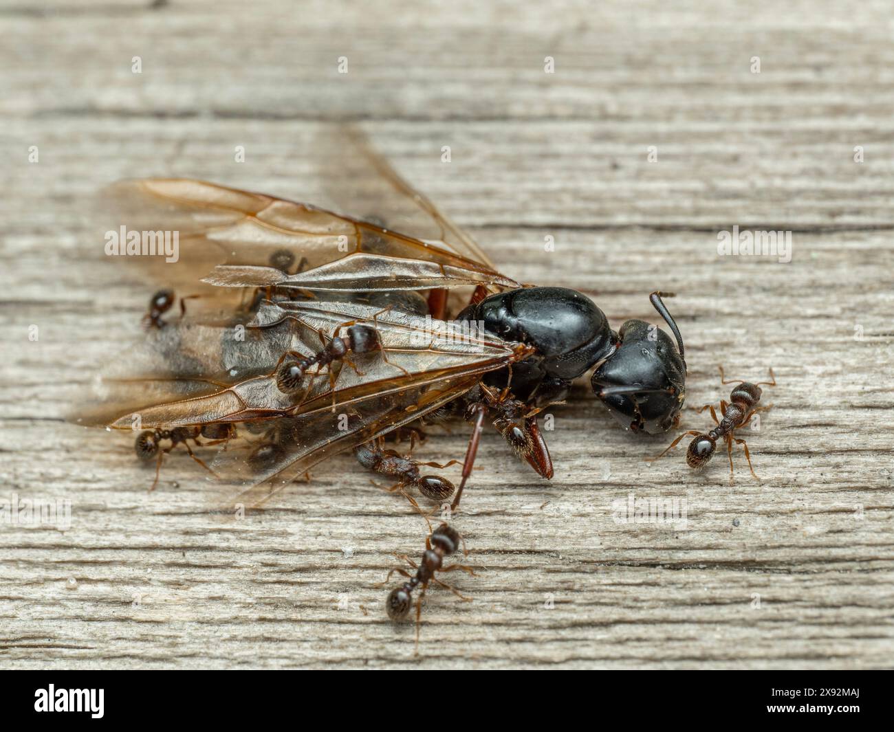 Tiny pavement ants (Tetramorium immigrans) swarming over the corpse of a much larger queen ...
