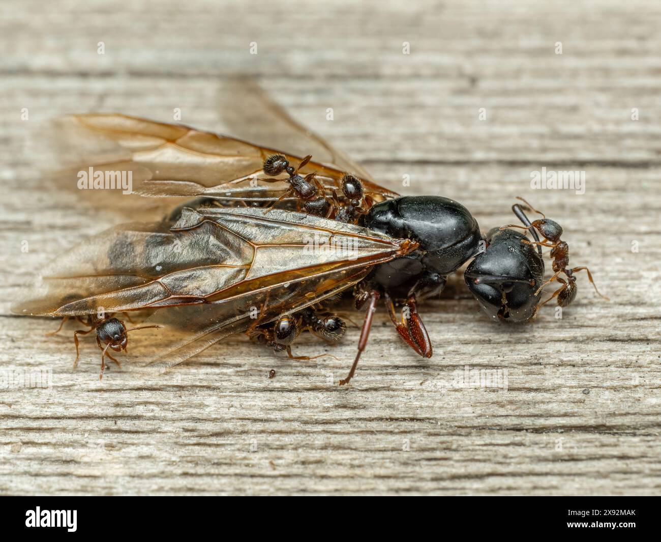 Side view of tiny pavement ants (Tetramorium immigrans) working to ...