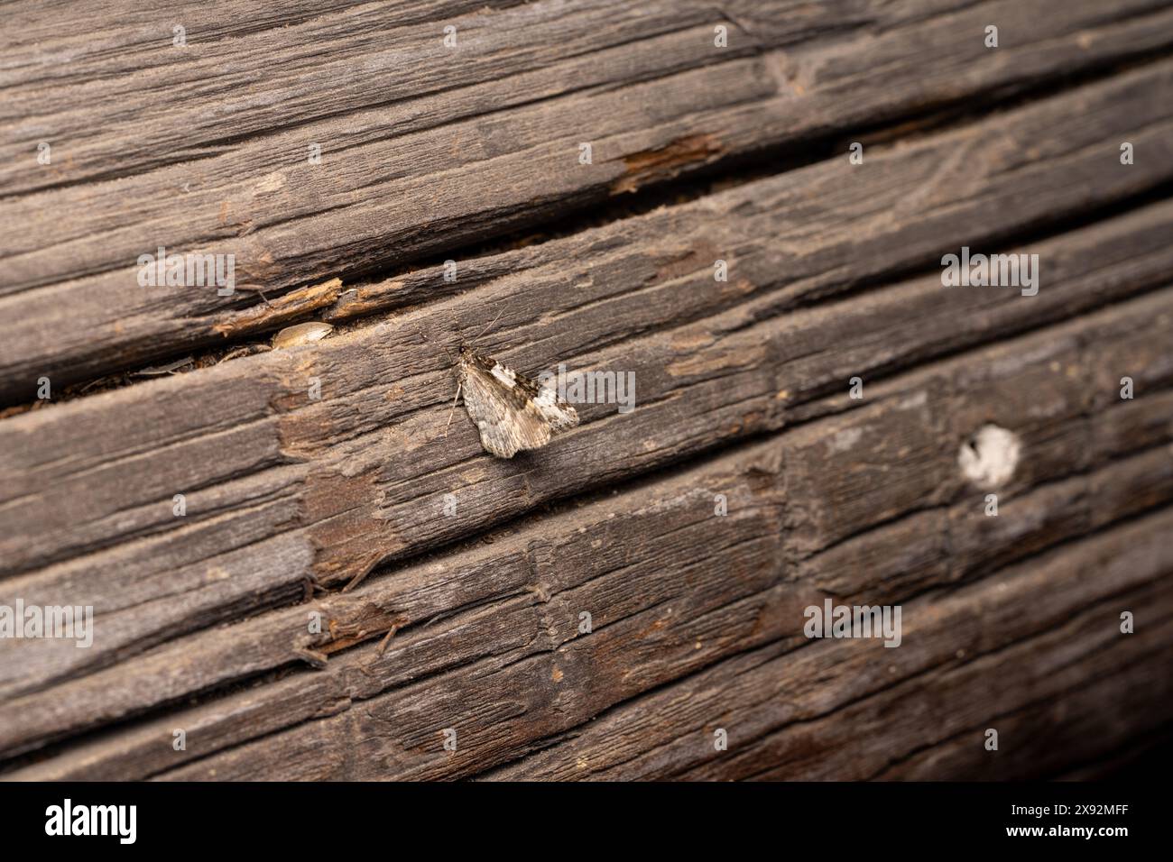 Xanthorhoe fluctuata Family Geometridae Genus Xanthorhoe Garden carpet ...