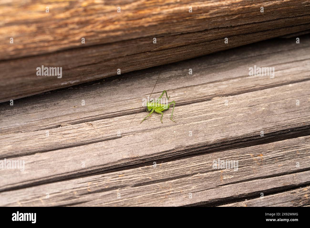 Tettigonia cantans Family Tettigoniidae Genus Tettigonia Upland green ...