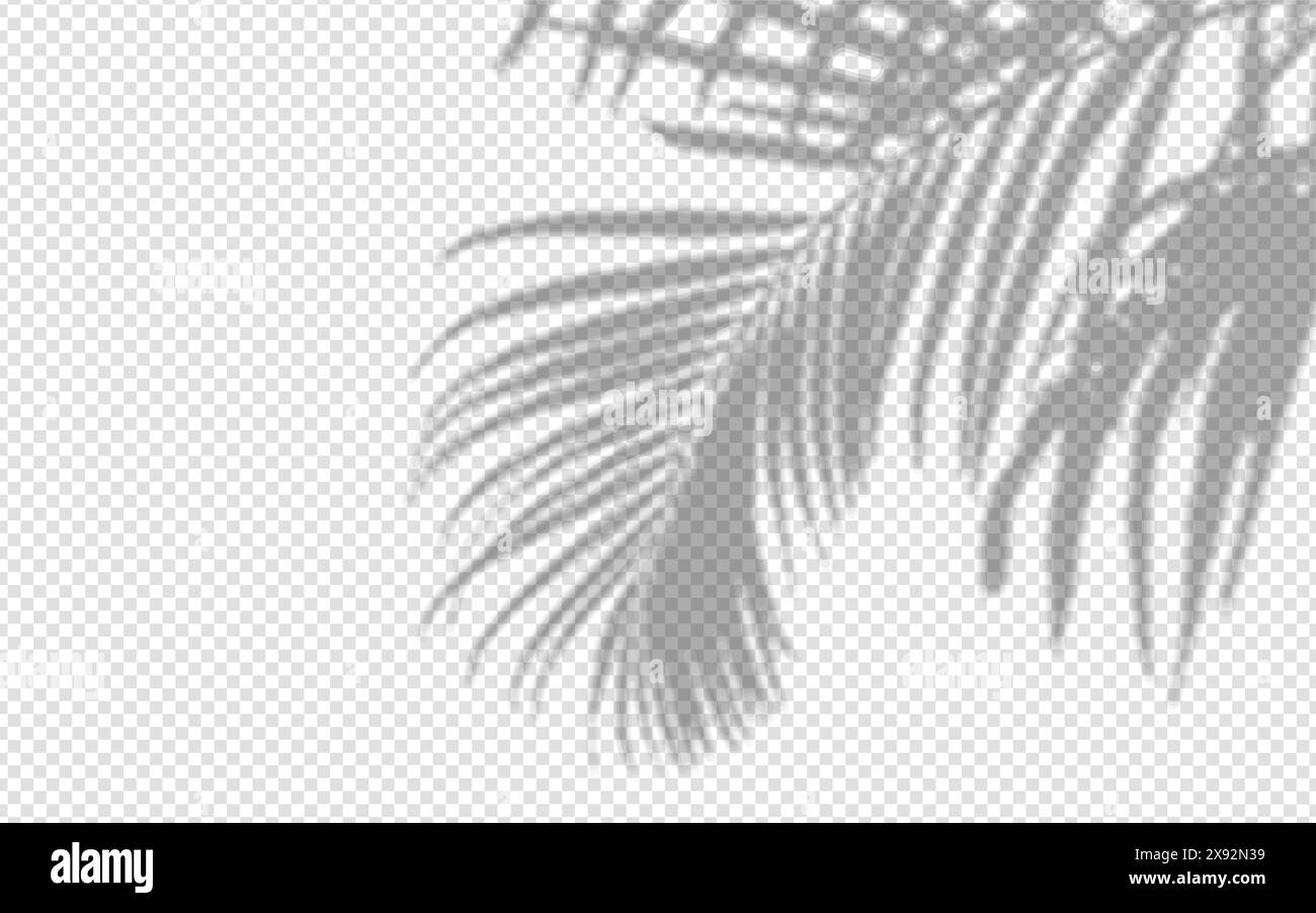 Shadow overlay from a palm tree branch isolated on a transparent ...