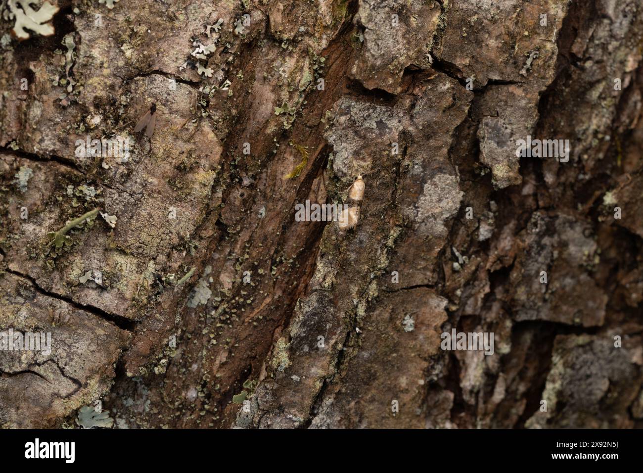 Eupoecilia ambiguella Family Tortricidae Genus Eupoecilia Vine moth ...