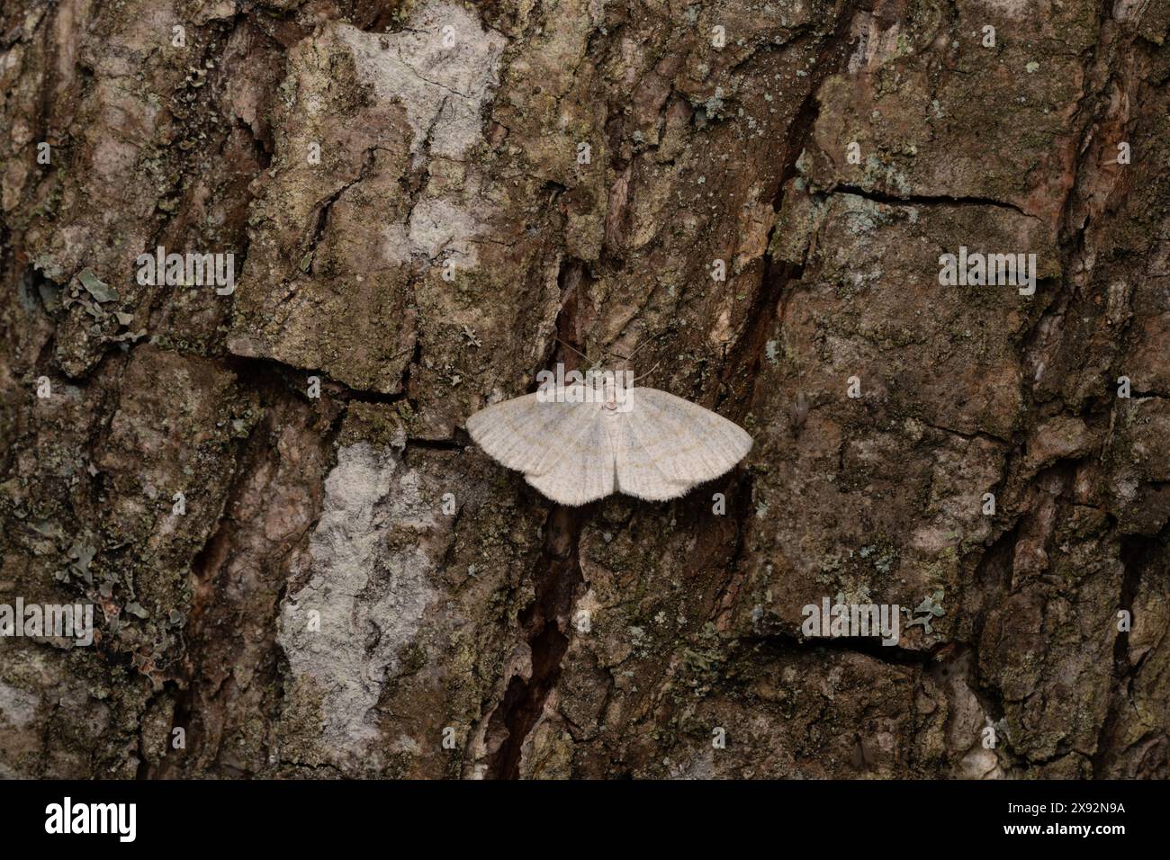 Cabera exanthemata Family Geometridae Genus Cabera Common wave moth ...