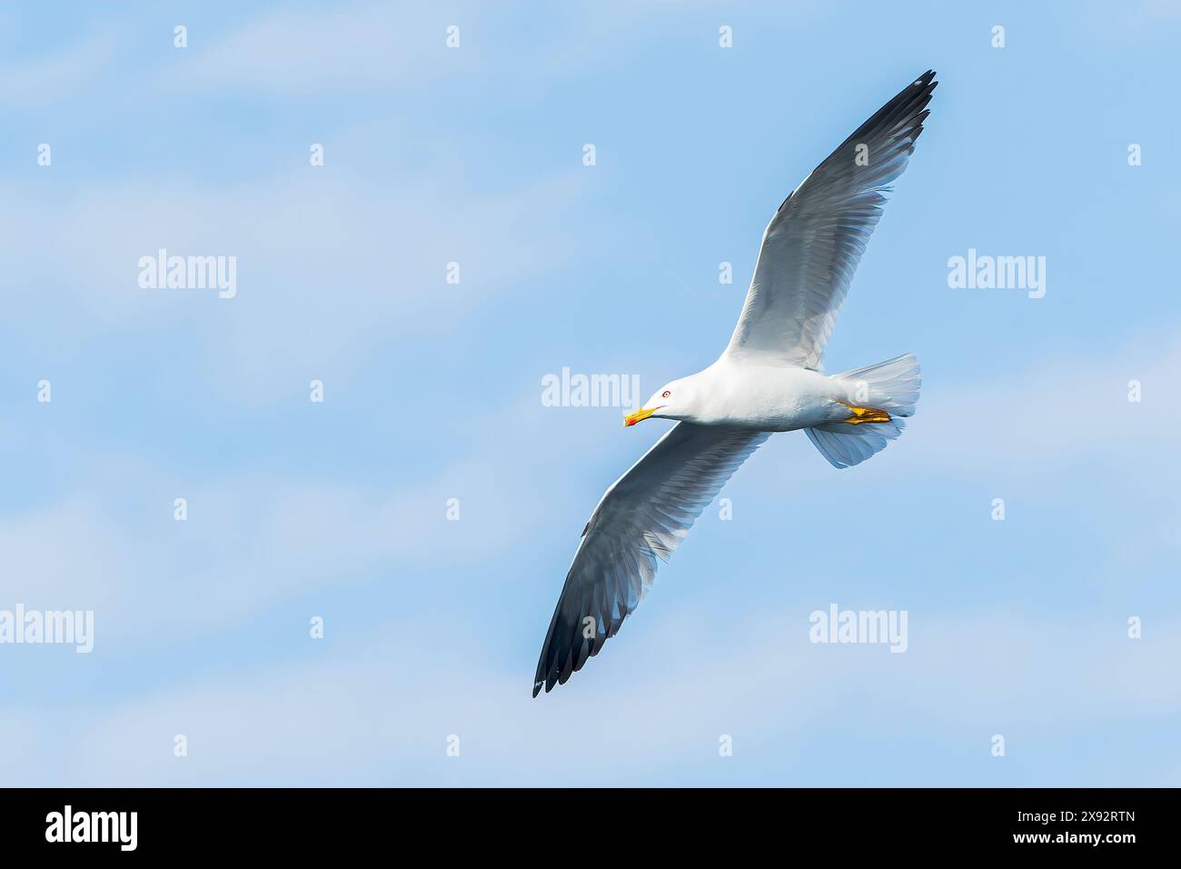 Yellow-legged Gull, Larus michahellis, single adult flying along coast ...