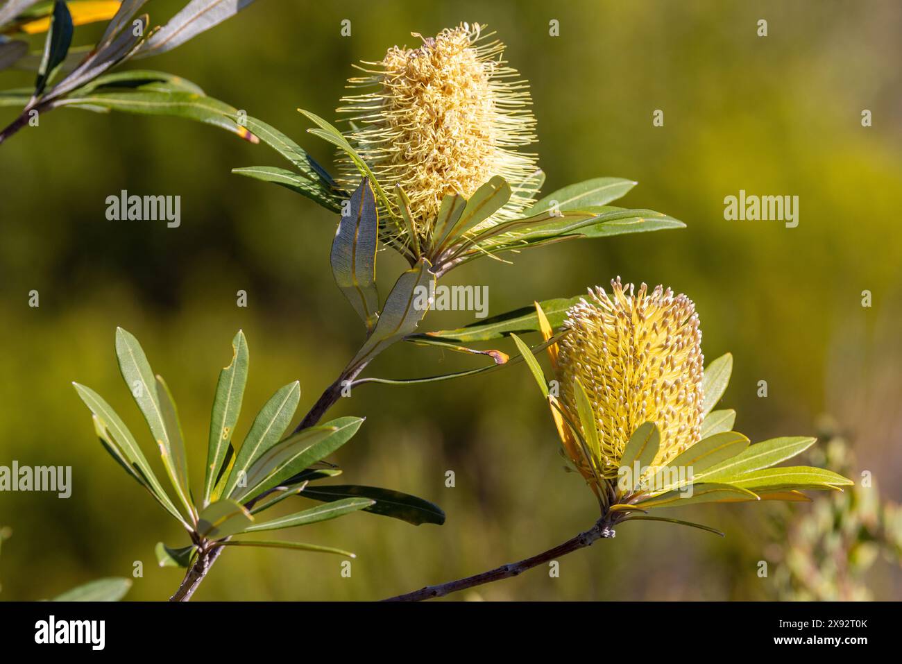 Australian banksia integrifolia coast hi-res stock photography and ...