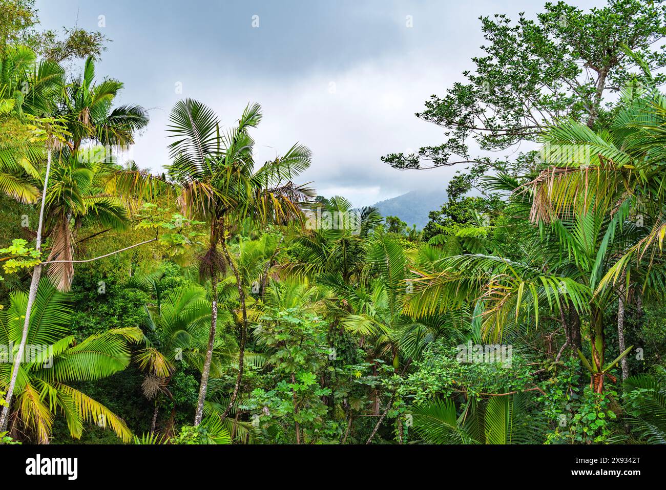 lush foliage and glimpse of hills behind clouds at el yunque national ...