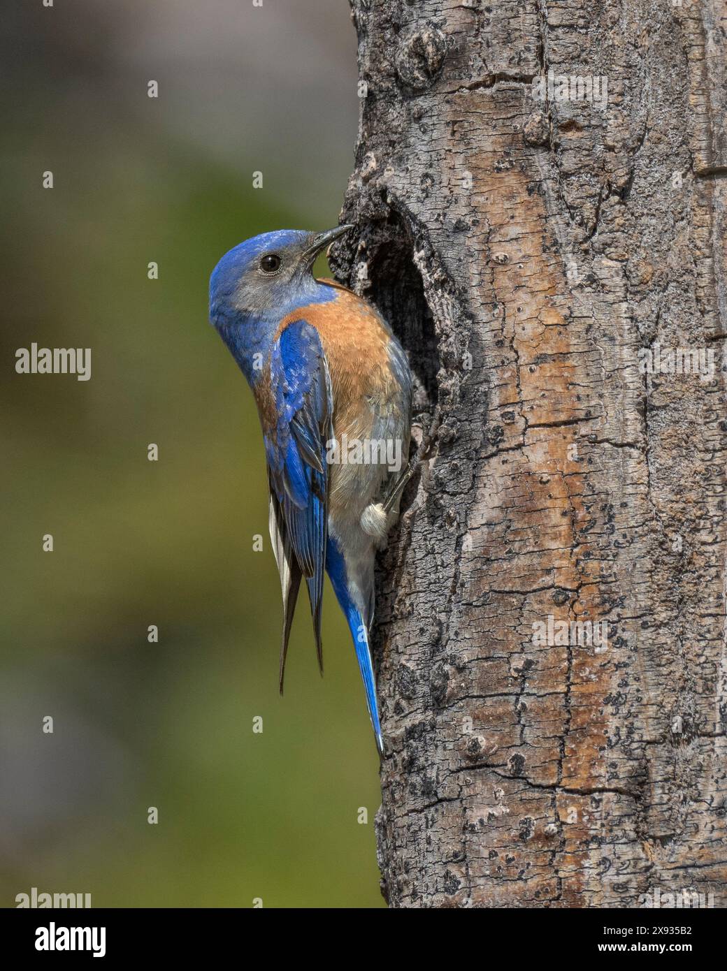 male Western Bluebird at nest cavity, Sierra County California Stock ...