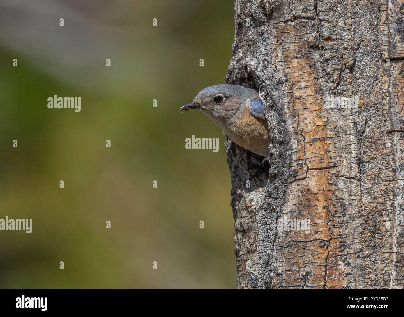 female Western Bluebird leaving nest cavity, Sierra County California ...