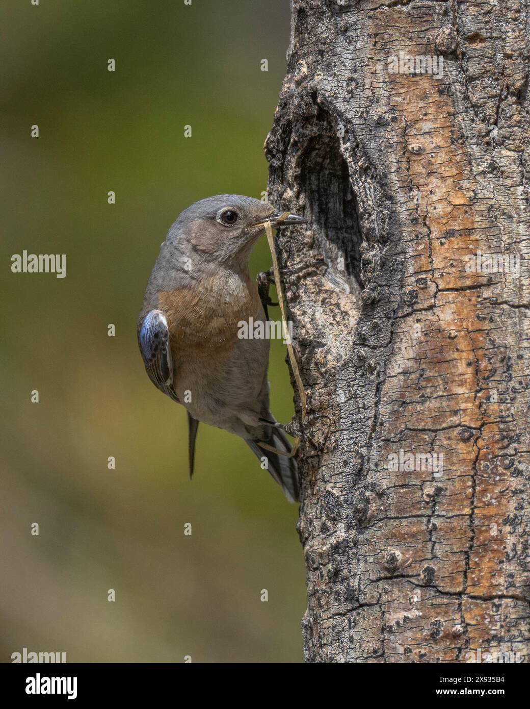 female Western Bluebird bringing nest materials to nest cavity, Sierra ...