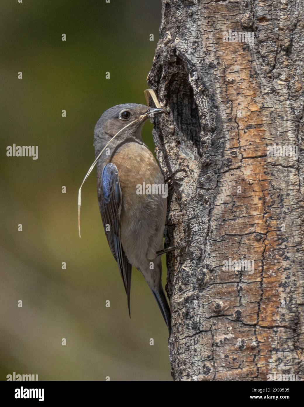 female Western Bluebird bringing nest materials to nest cavity, Sierra ...