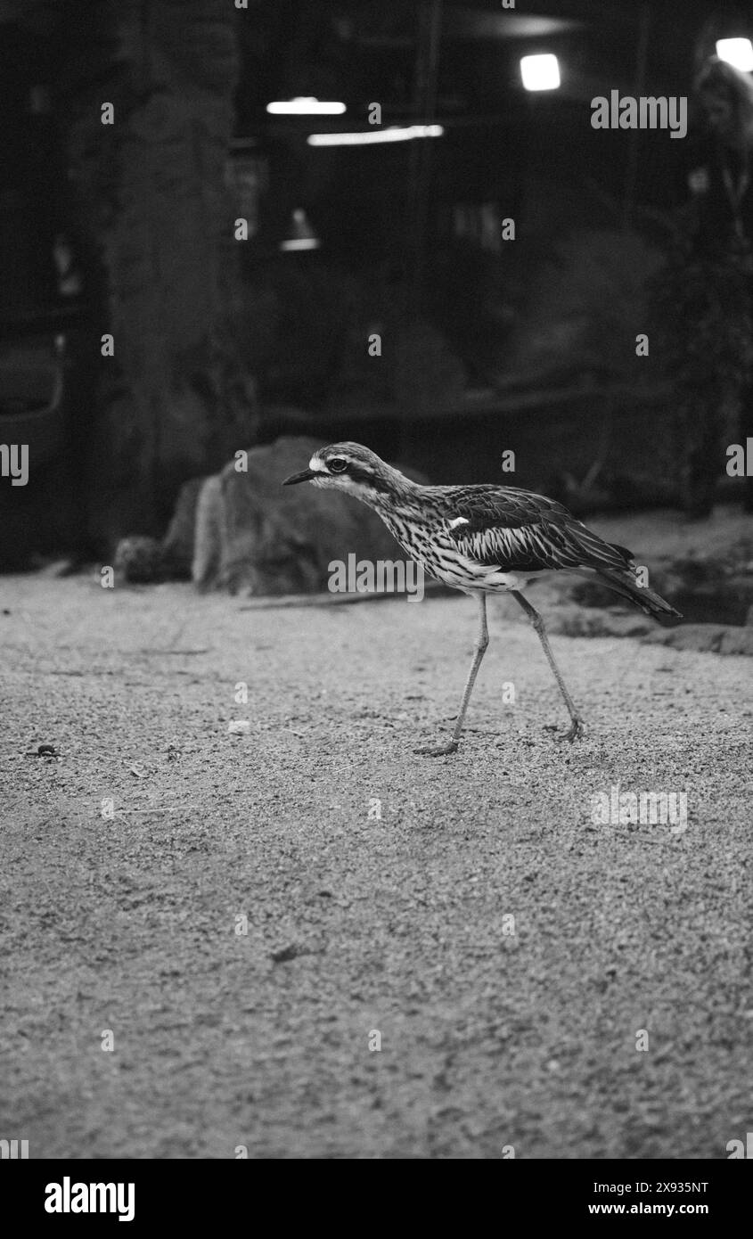 Australian black and white bird Black and White Stock Photos & Images ...