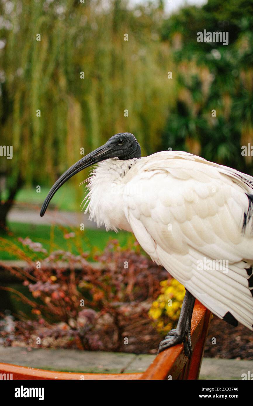 Bin chicken hi-res stock photography and images - Alamy