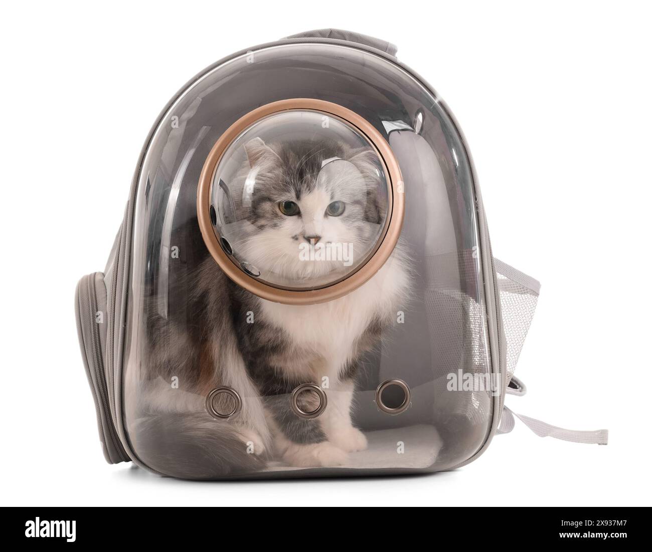 Cute cat in backpack carrier on white background Stock Photo - Alamy