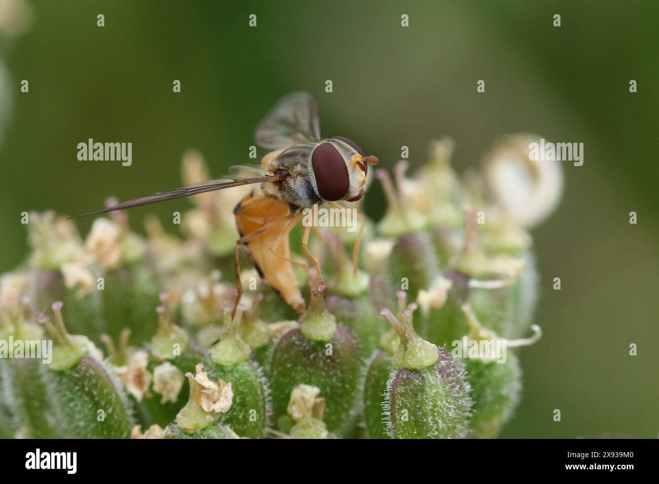 Musca balteata hi-res stock photography and images - Alamy