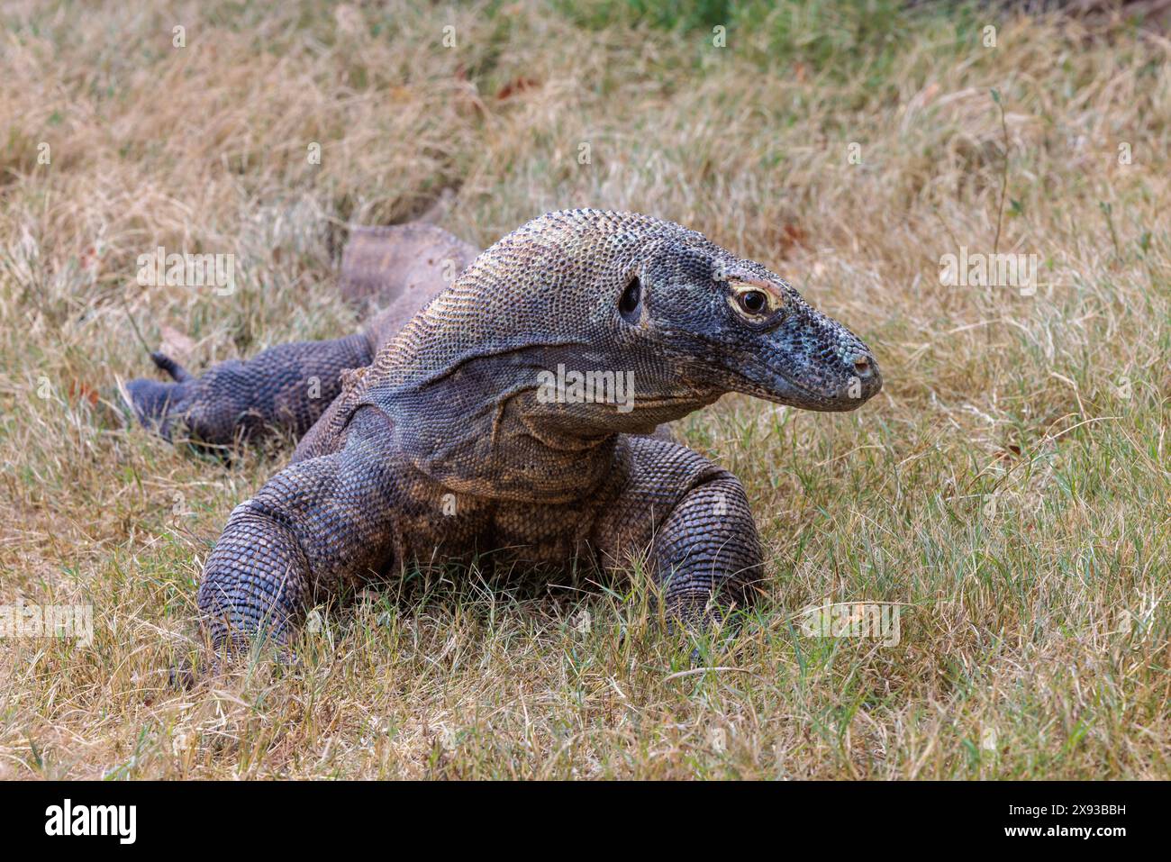 Komodo dragon lizard at the Chattanooga Zoo in Chattanooga, Tennessee ...
