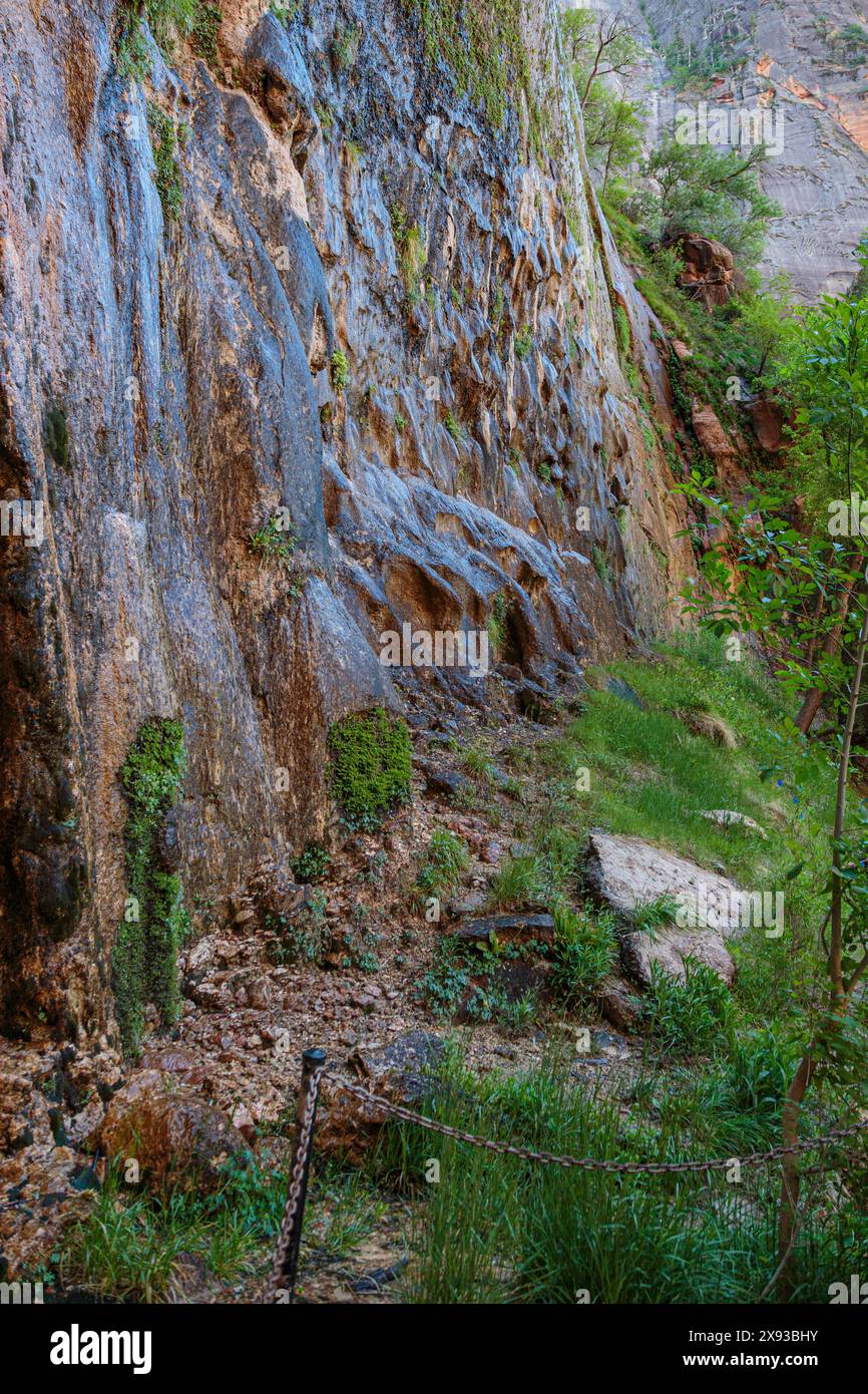 Wet sandstone rock face along the Weeping Rock Trail in Zion National ...