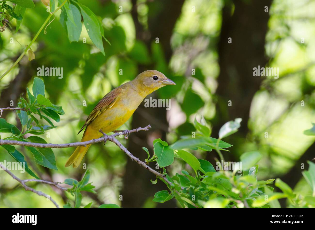 Female summer tanager hi-res stock photography and images - Alamy