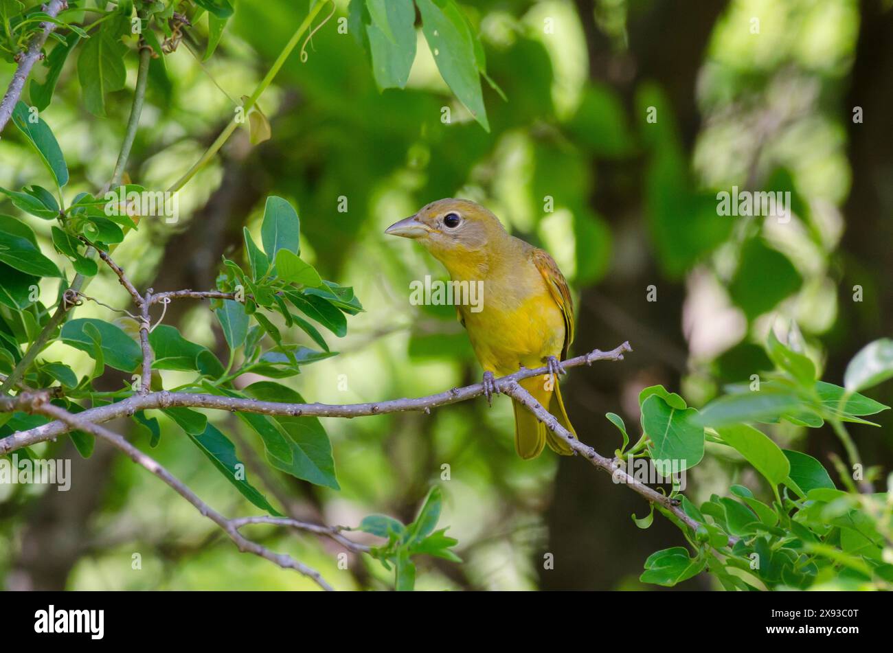 Female summer tanager hi-res stock photography and images - Alamy