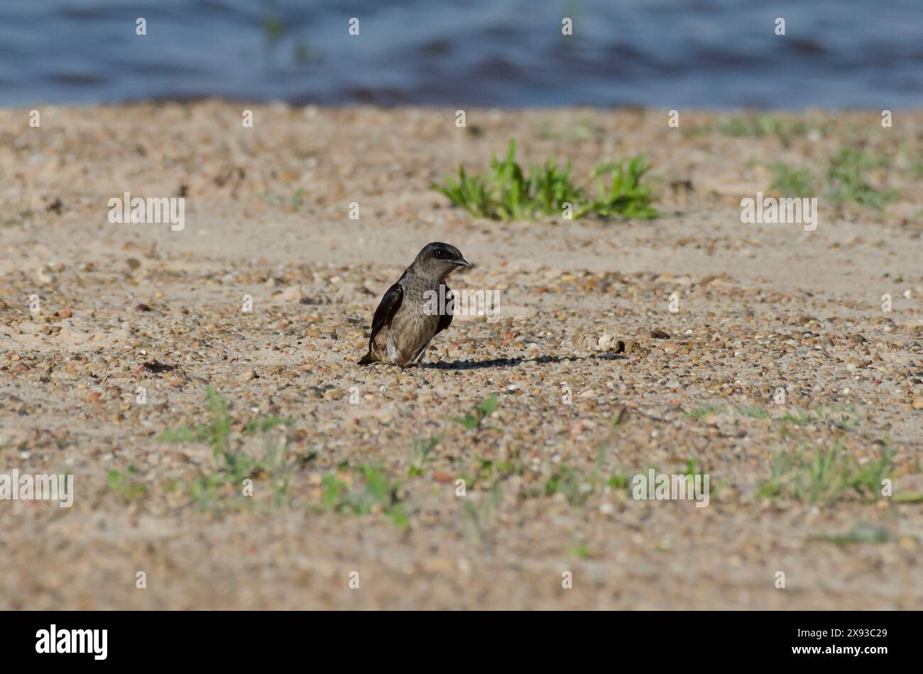 Purple Martin, Progne subis, female foraging beach for calcium Stock ...