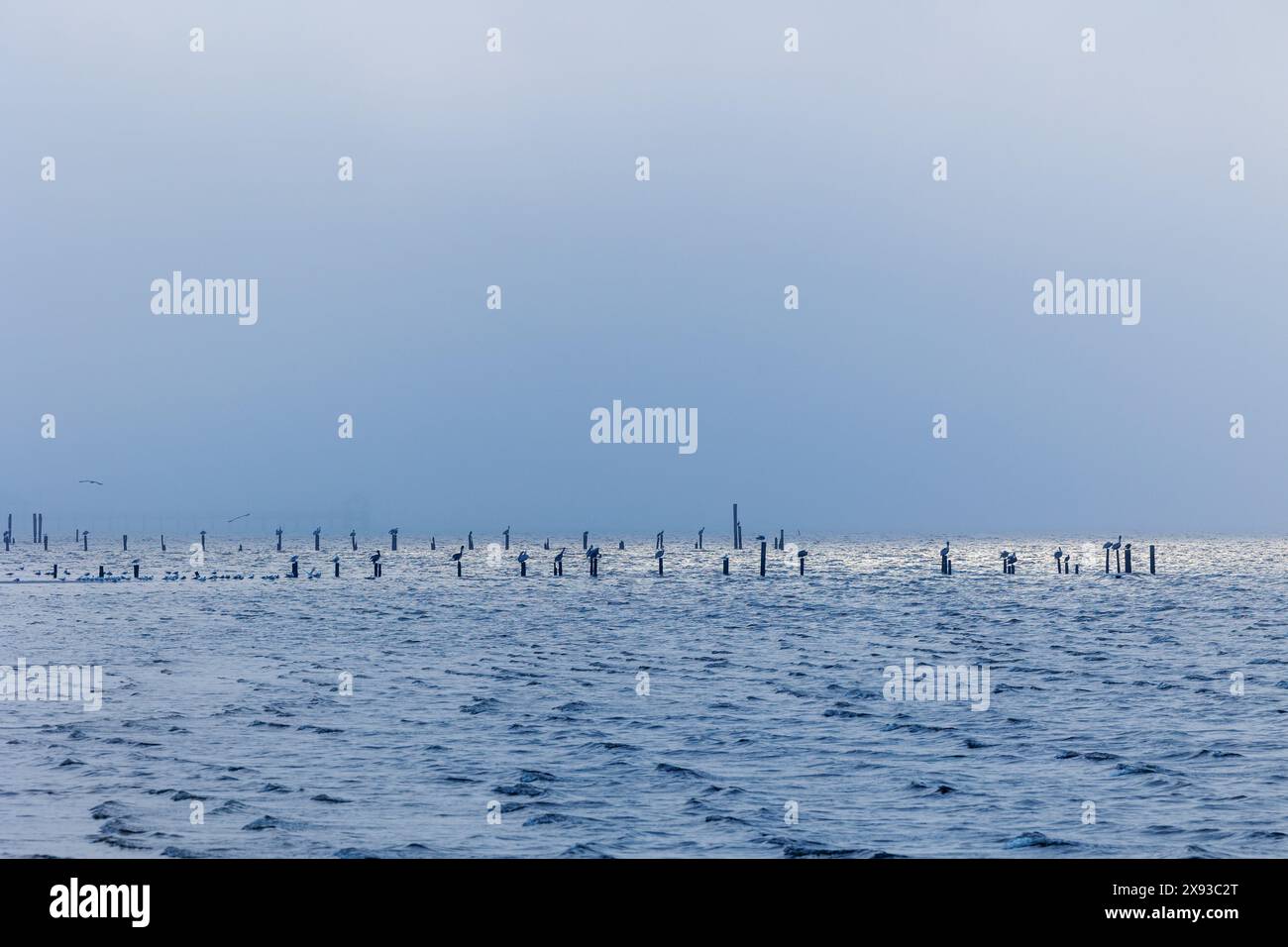 Foggy view of the Biloxi Bay with gulls and pelicans perched on pilings ...