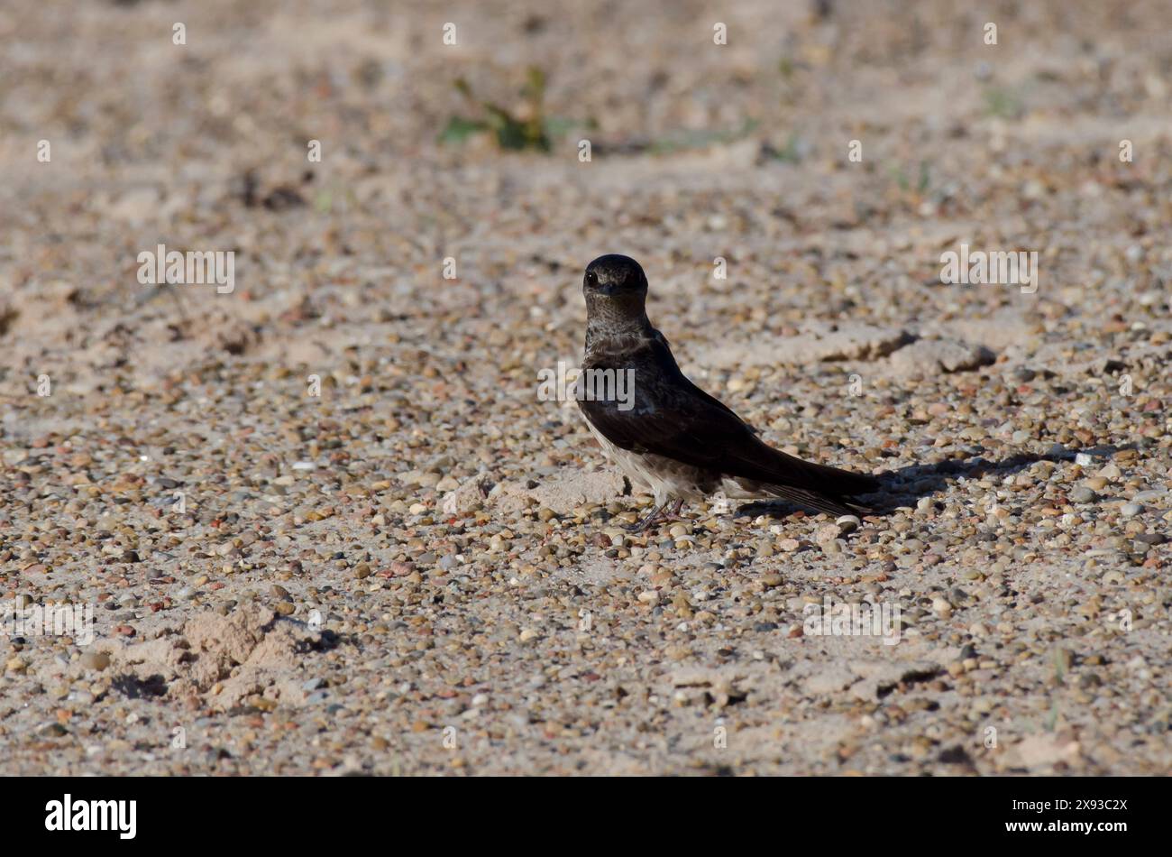 Purple Martin, Progne subis, female foraging beach for calcium Stock ...