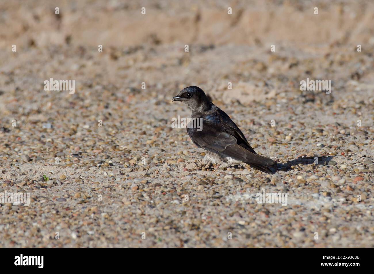 Purple Martin, Progne subis, female foraging beach for calcium Stock ...