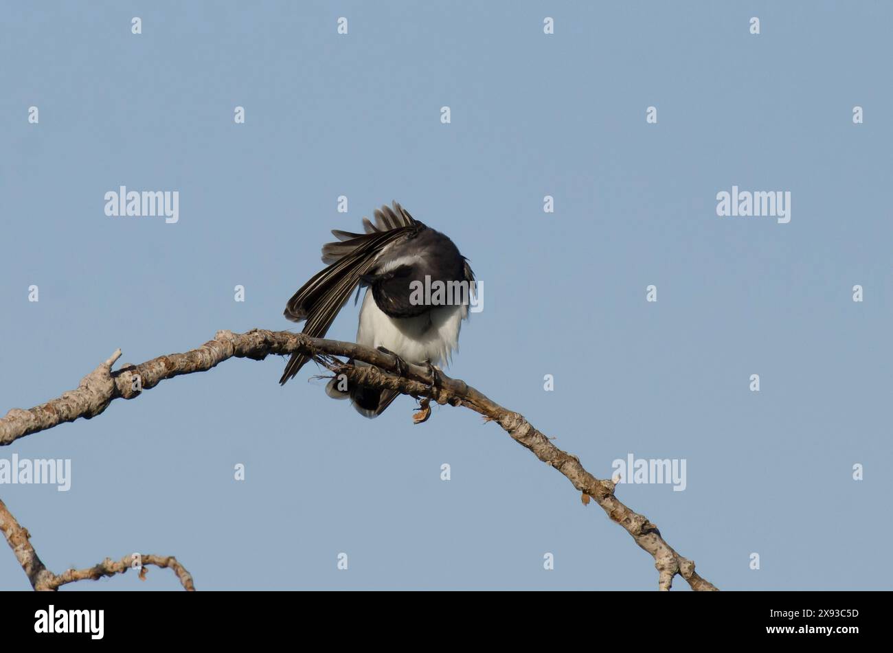 Eastern Kingbird, Tyrannus tyrannus, preening Stock Photo - Alamy