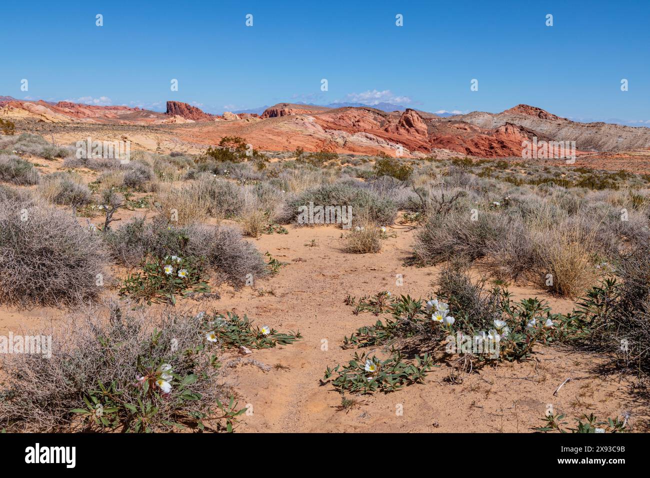 Evening Primrose wildflowers on the desert floor of the Rainbow Vista ...