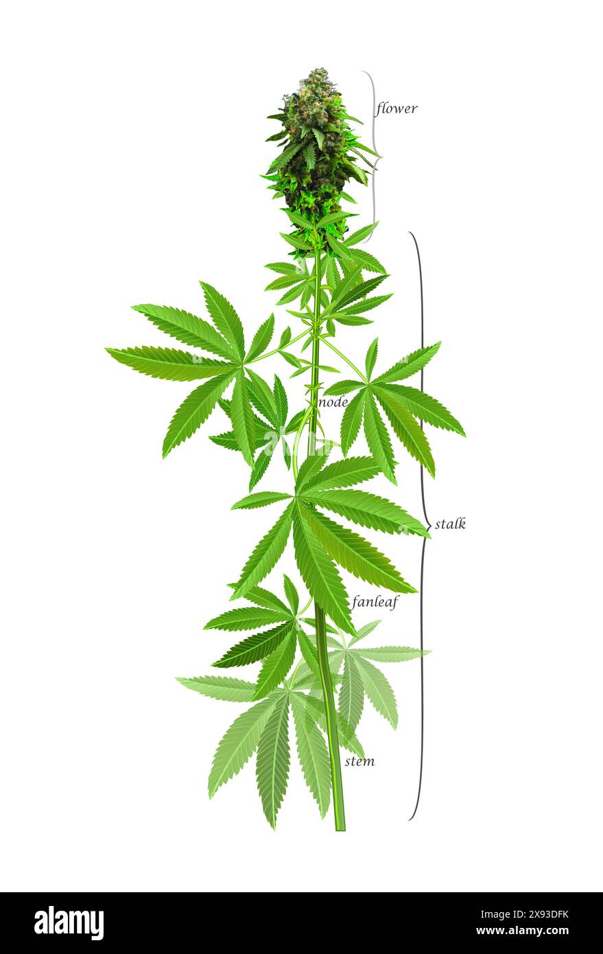 Cannabis plant, illustration. The buds, or flowers, of the Cannabis sp ...
