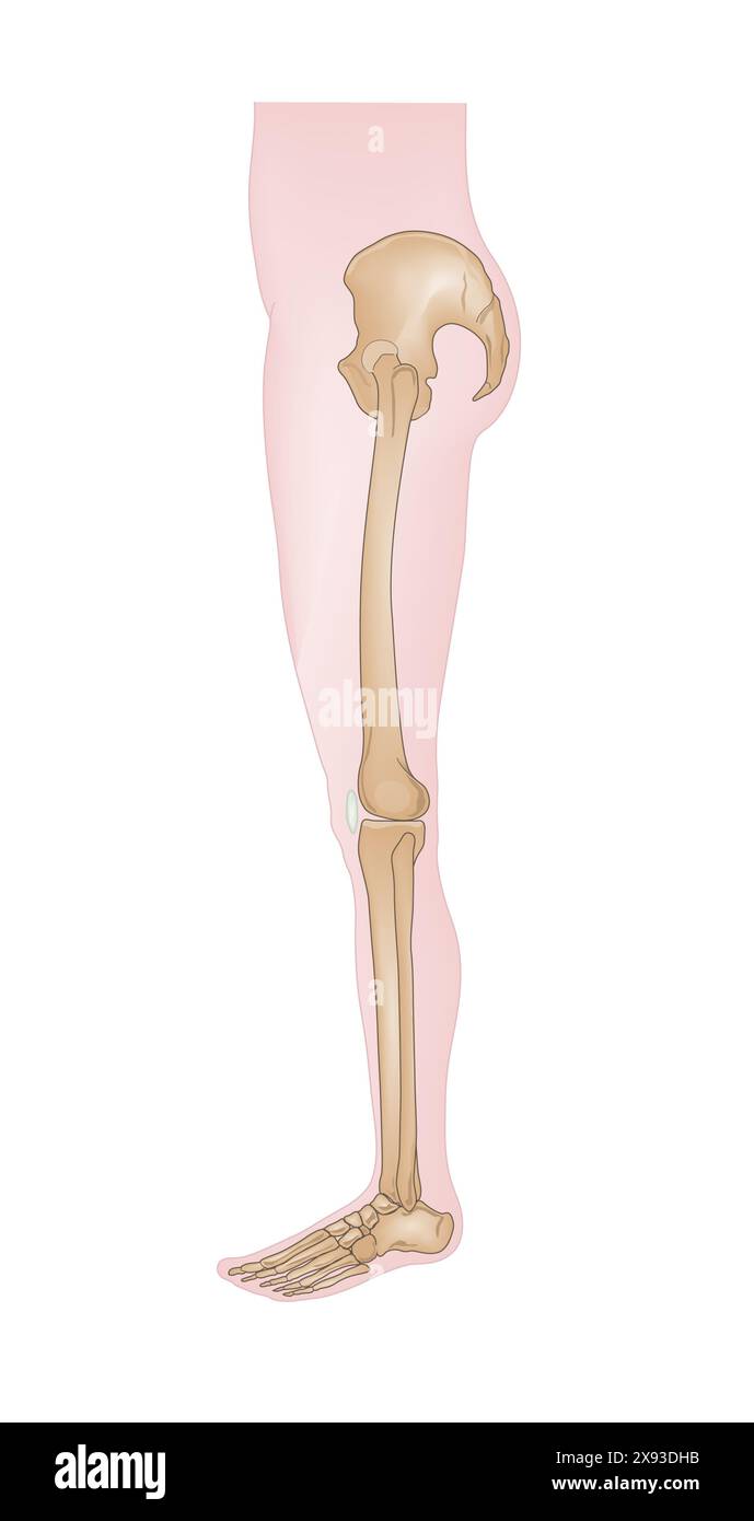 Illustration of the leg bones Stock Photo - Alamy