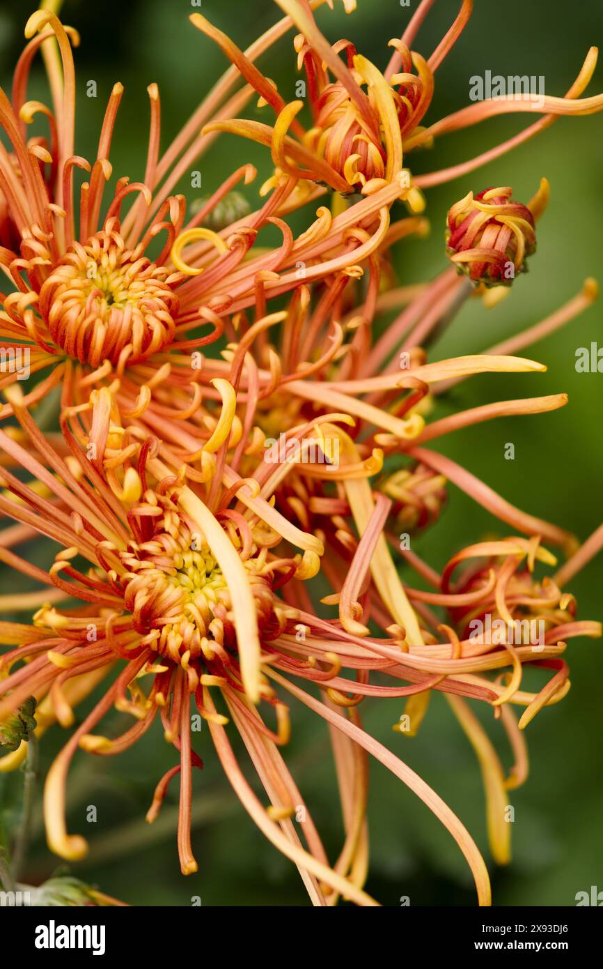 Spider mum (Chrysanthemum 'Kyoto') flowers Stock Photo - Alamy