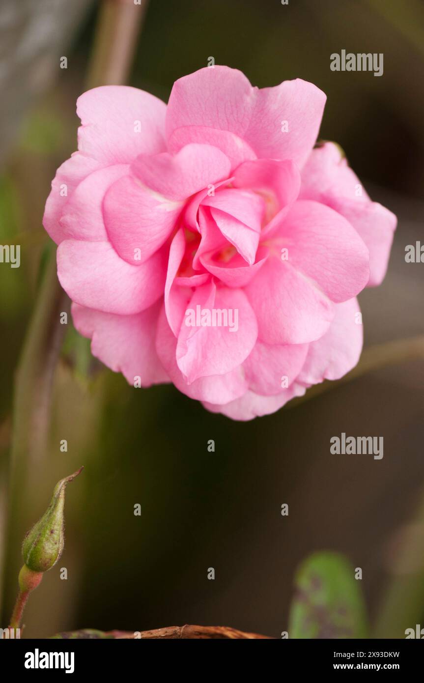 Hybrid tea rose (Rosa x hybrida) flower Stock Photo - Alamy