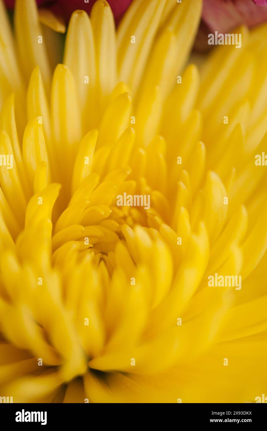 Chrysanthemum (Chrysanthemum x morifolium 'Primrose Tennis') flower ...