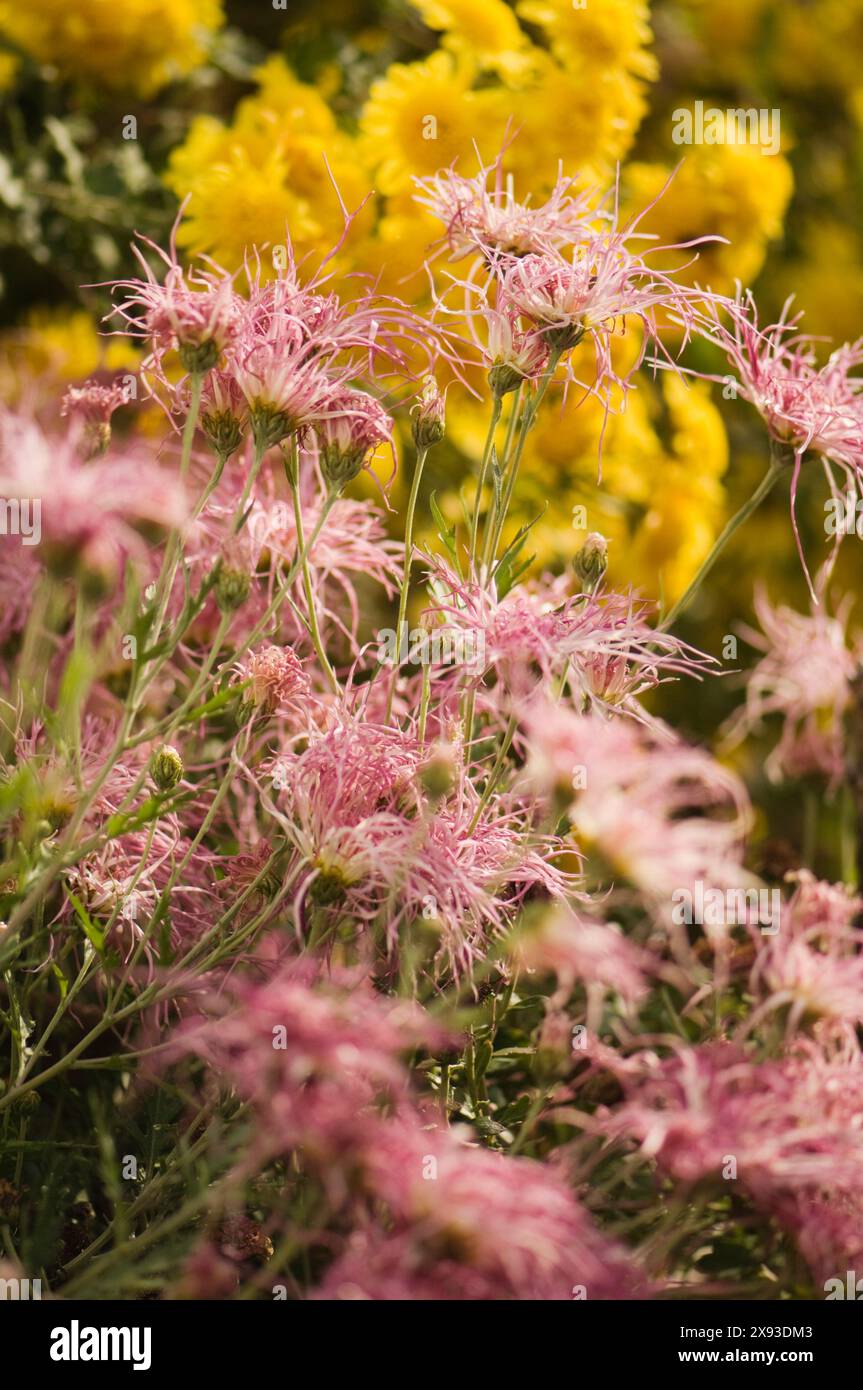 Chrysanthemum (Chrysanthemum x morifolium 'Wisp of Pink ') flowers ...