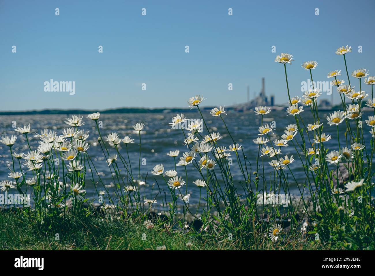 flowers that grow by the sea Stock Photo - Alamy