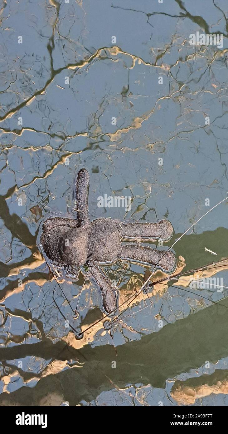 Old brown doll floating in a body of water, sad, its a concept for ...