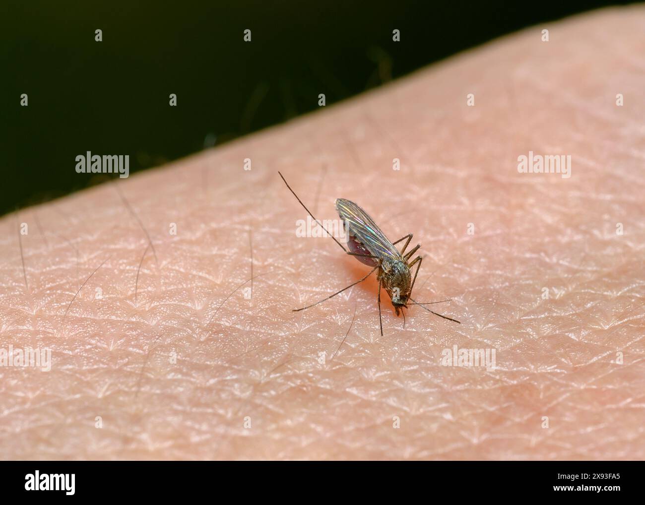 A mosquito has stuck its proboscis into the skin and is drinking blood ...
