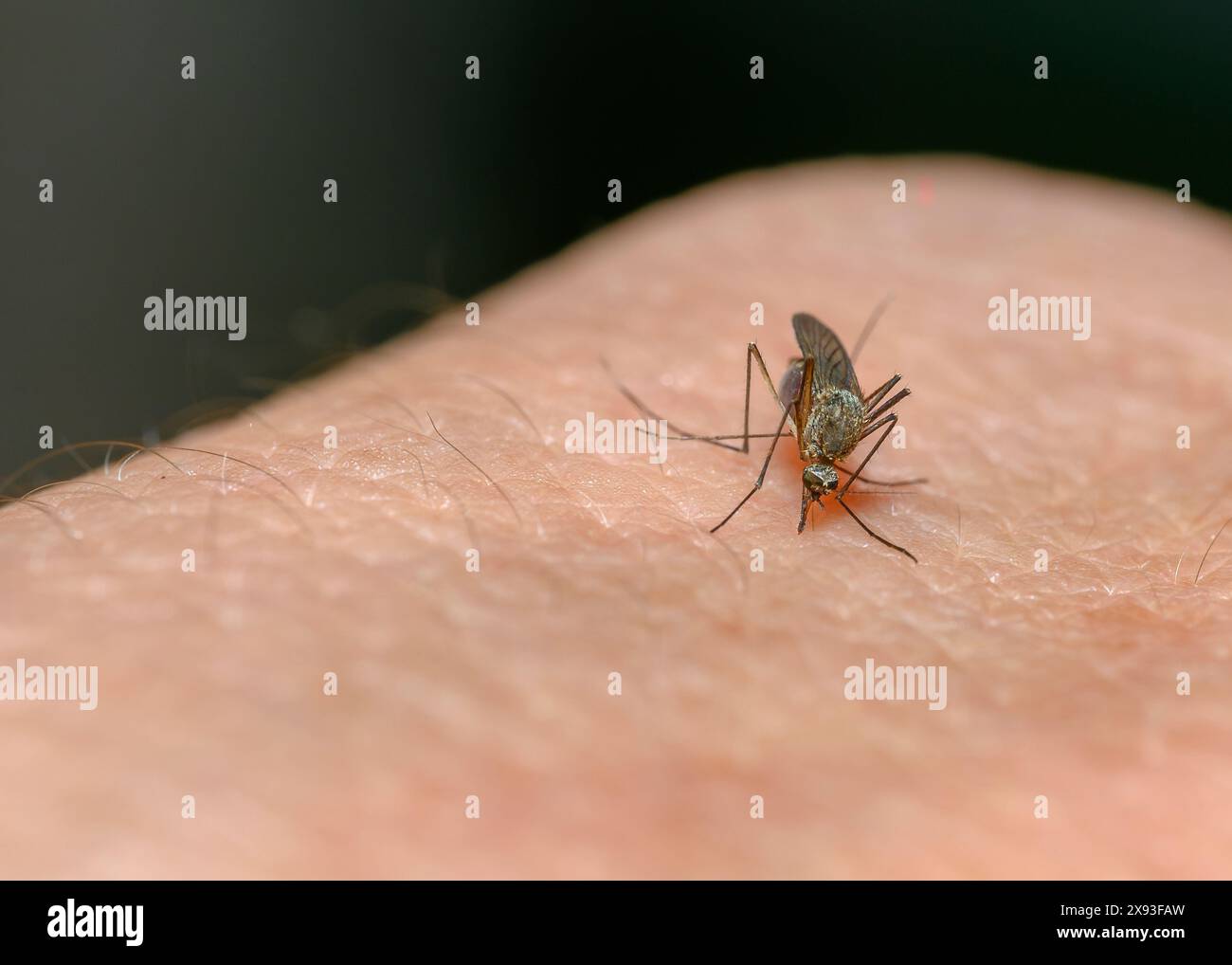 A mosquito has stuck its proboscis into the skin and is drinking blood ...