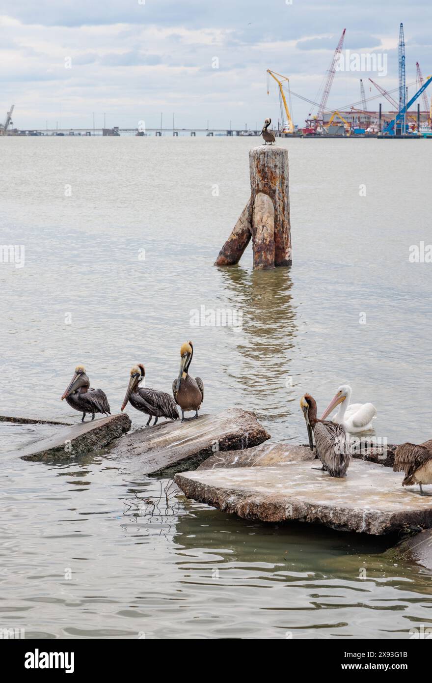 Brown Pelicans (Pelianus occidentalis) on concrete slabs and a steel ...
