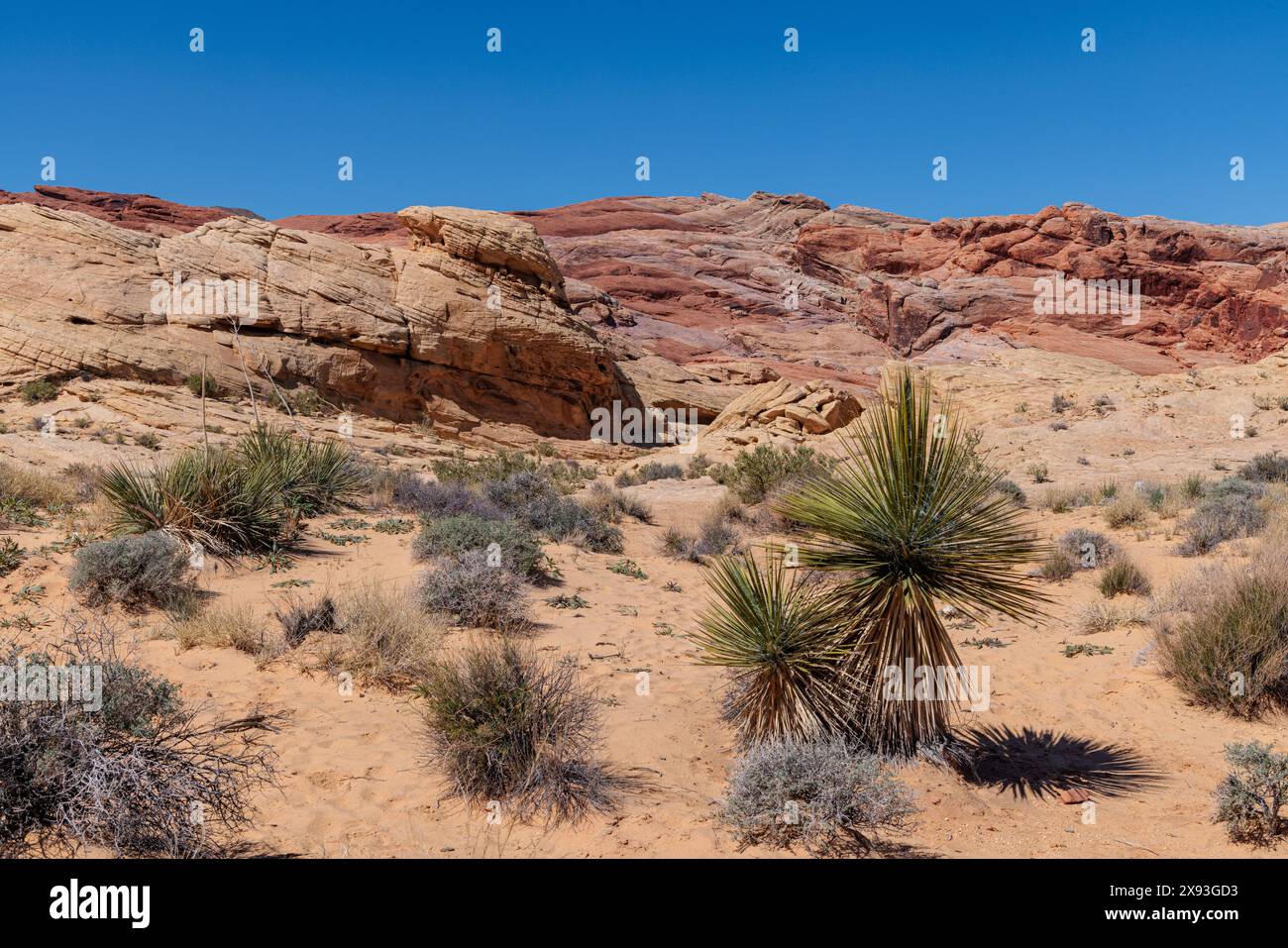 Yucca plants growing next to limestone rock formations at Valley of ...