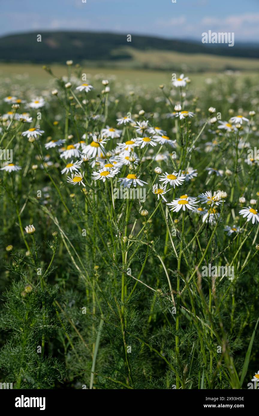 White matricaria flowers on hi-res stock photography and images - Alamy