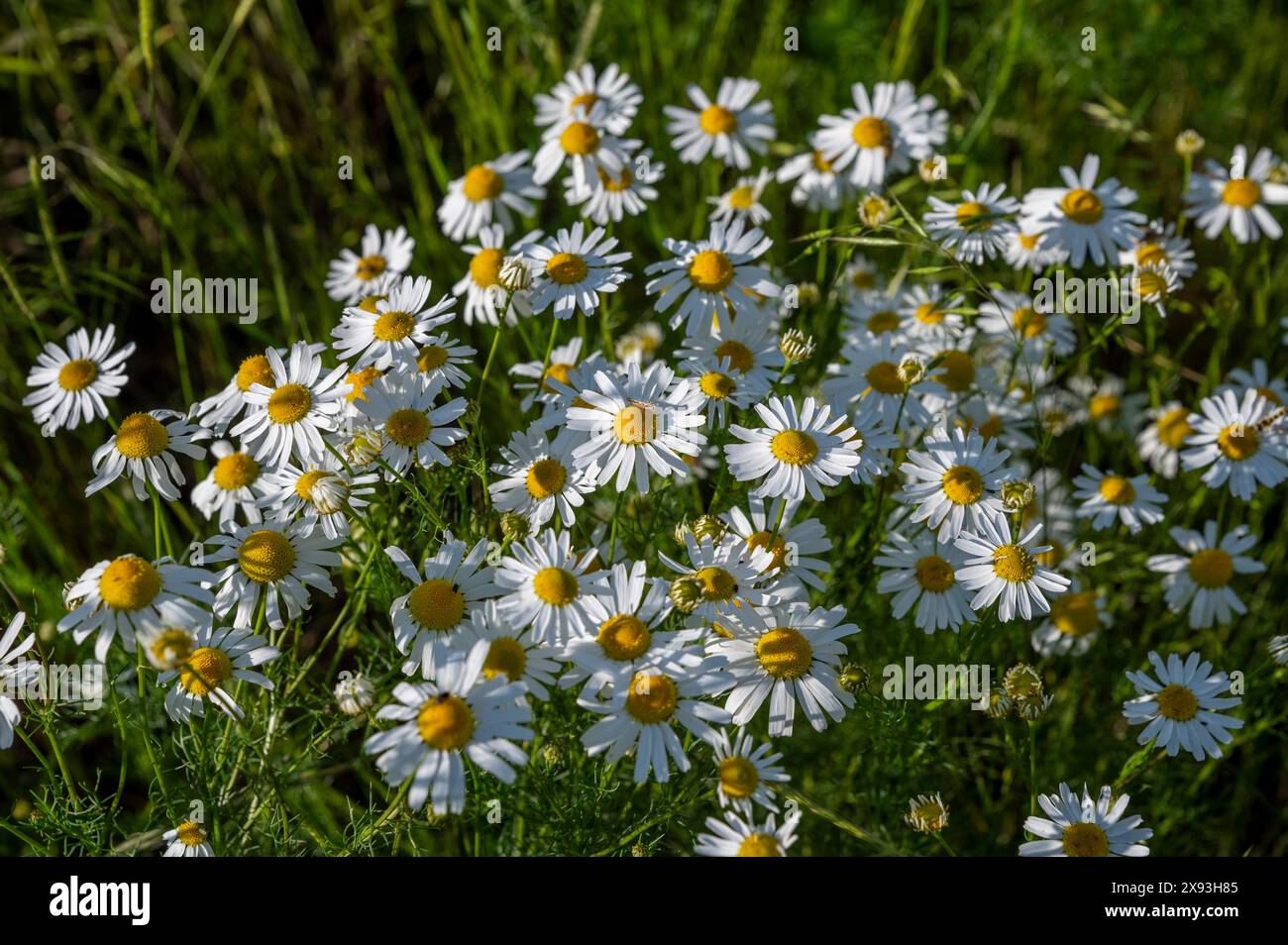 White matricaria flowers on hi-res stock photography and images - Alamy