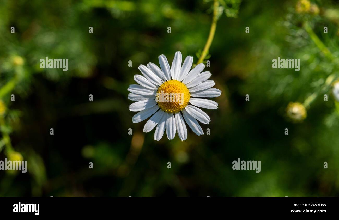 Single Chamomile flower (Matricaria recutita) blooming on a meadow in ...