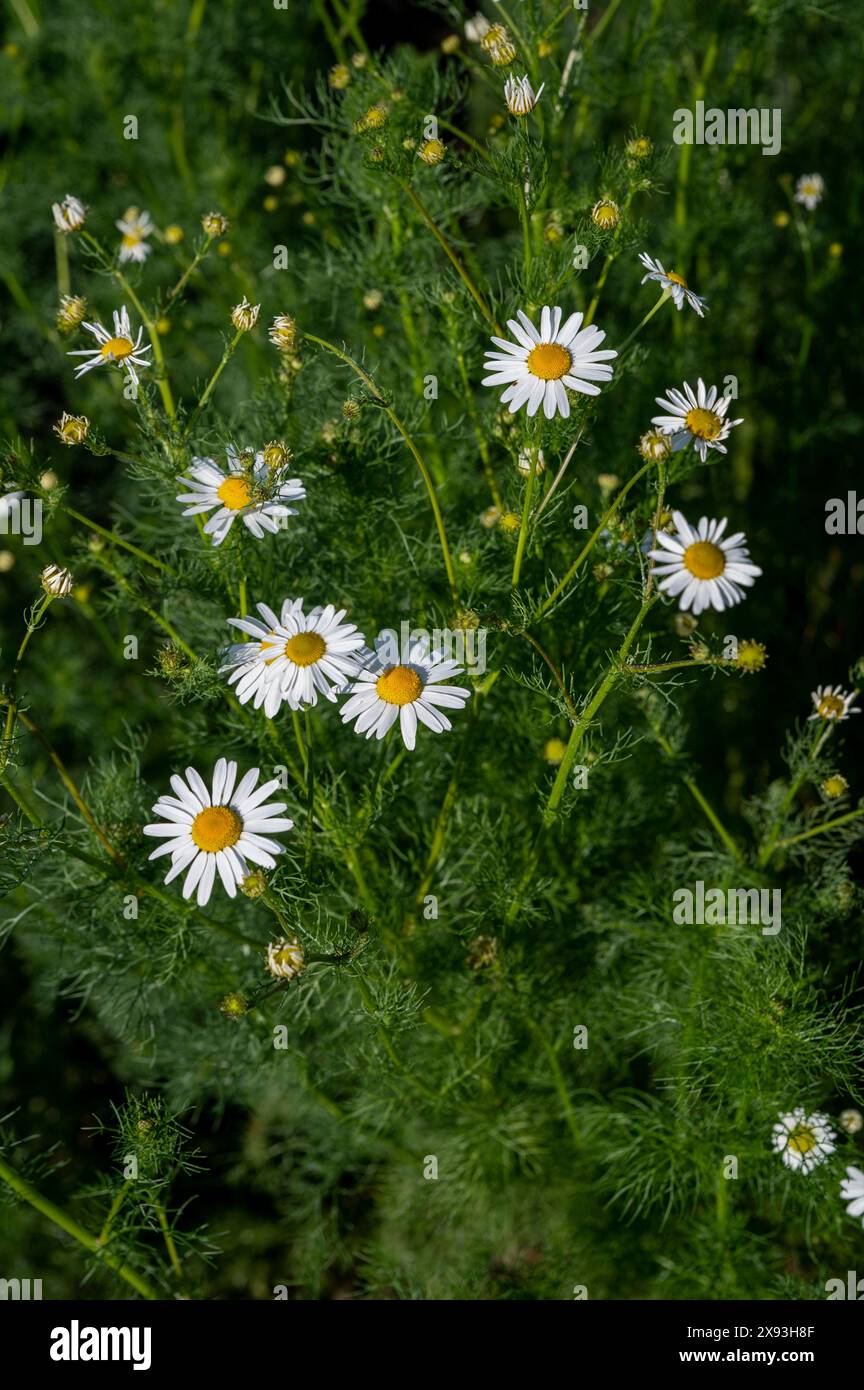 White matricaria flowers on hi-res stock photography and images - Alamy