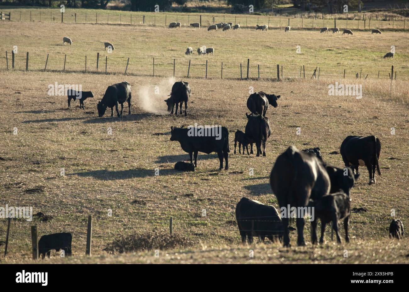 Cattle on his parched land at Lone Oak Farm, Wakefield, Nelson region ...