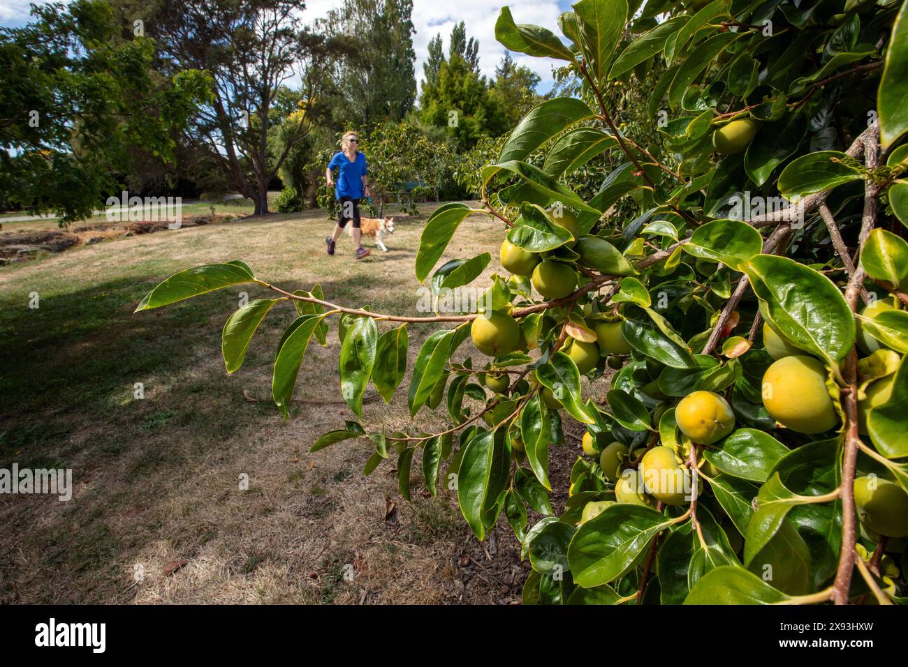 Picture by Tim Cuff. 14 March 2024 - Edible Reserves, Nelson, New ...