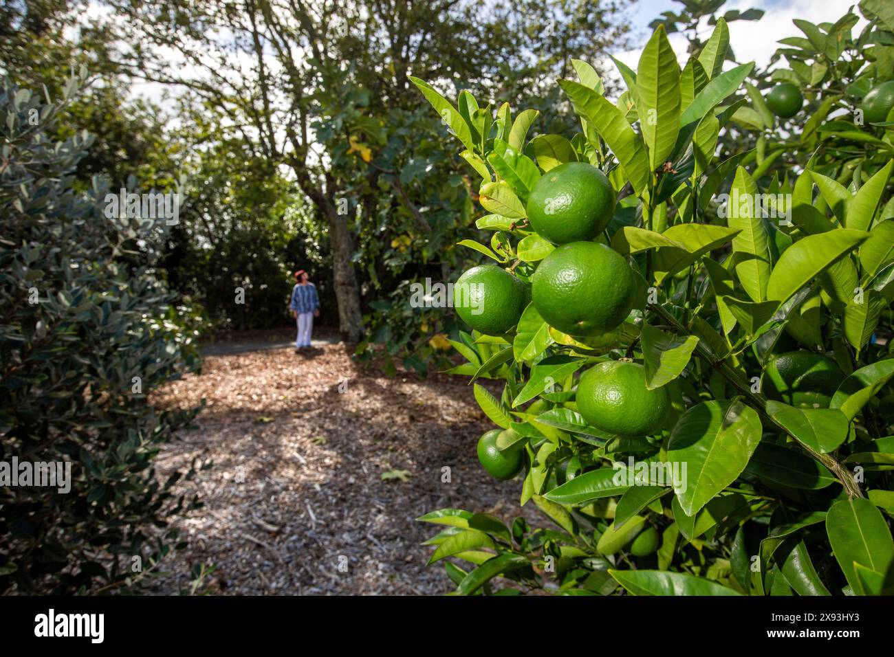 Picture by Tim Cuff. 14 March 2024 - Edible Reserves, Nelson, New ...