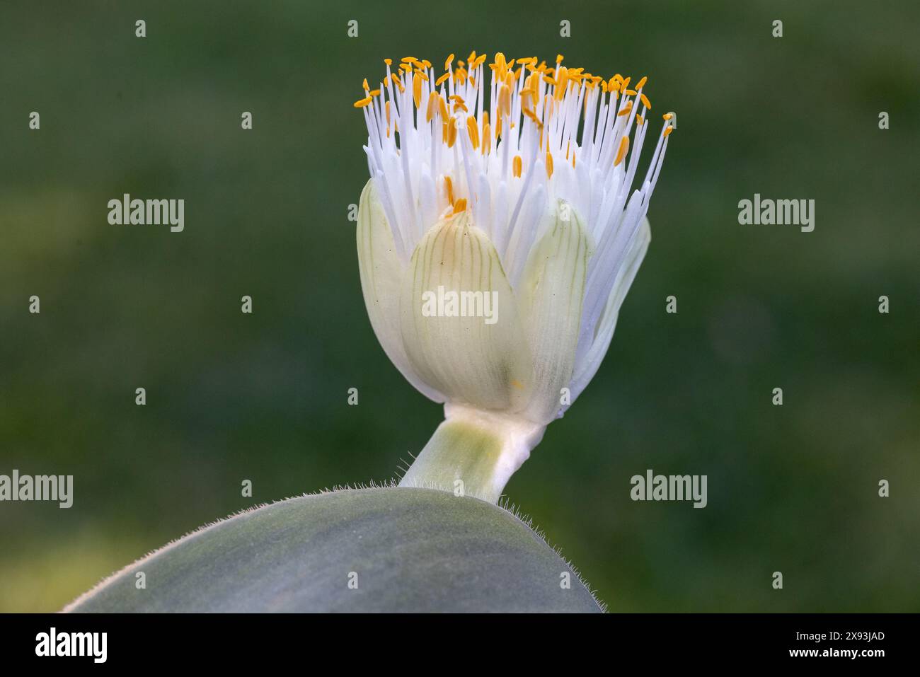 South African plant, Haemanthus albiflos Stock Photo - Alamy