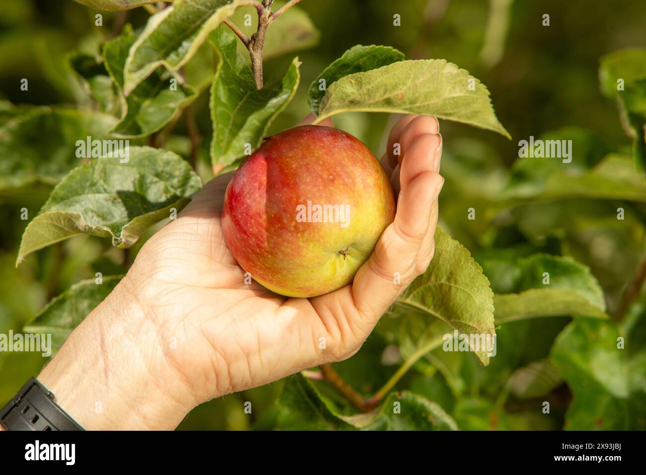 fruit, New Zealand Stock Photo - Alamy